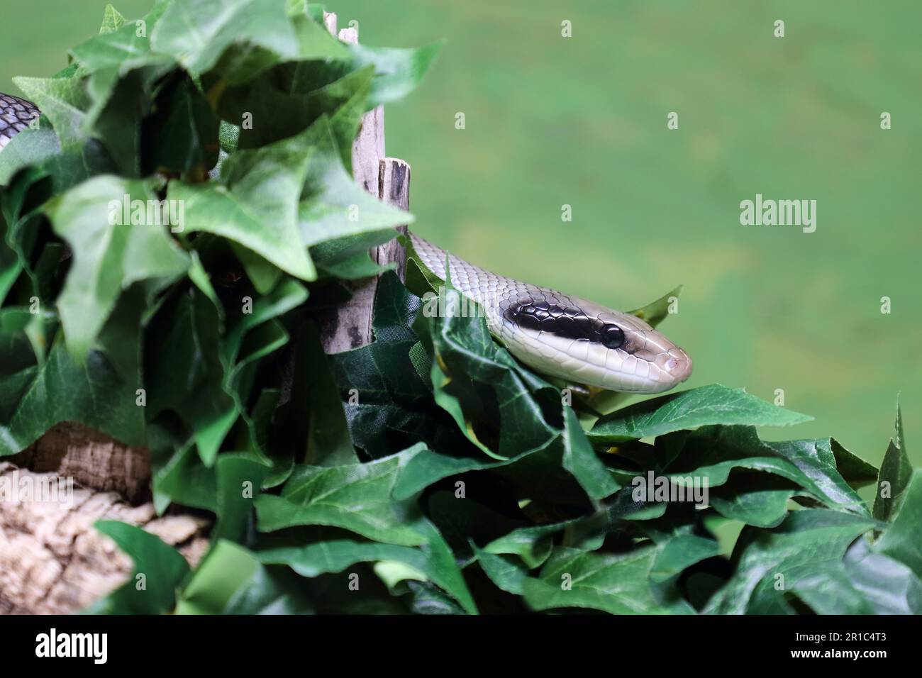 Schönnatter / Beauty rat snake / Orthriophis taeniurus callicyanous or ...