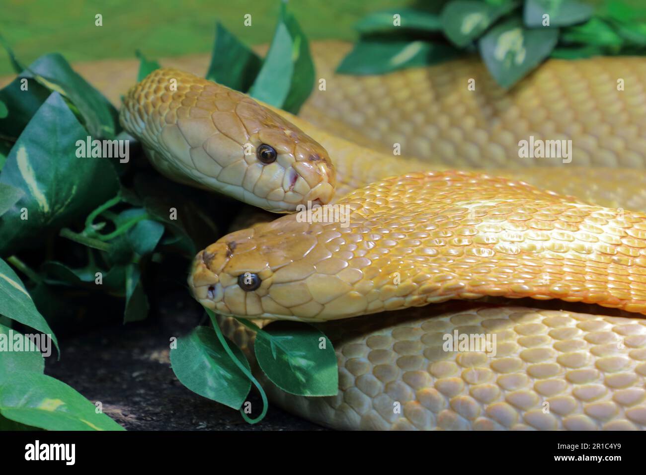 Monokelkobra / Monocled cobra / Naja kaouthia Stock Photo - Alamy
