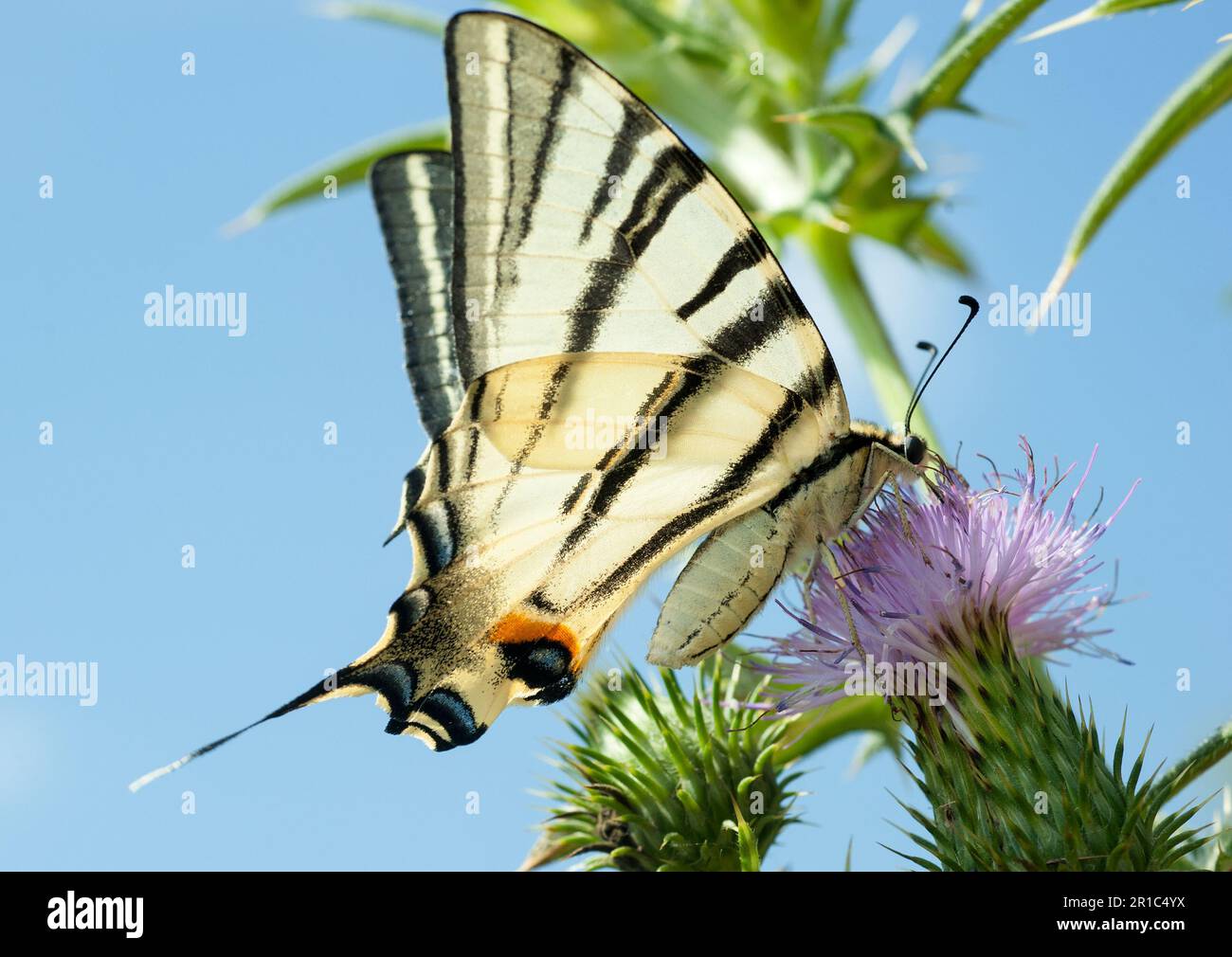 In spring, butterflies are creatures worth seeing, and they can offer ...