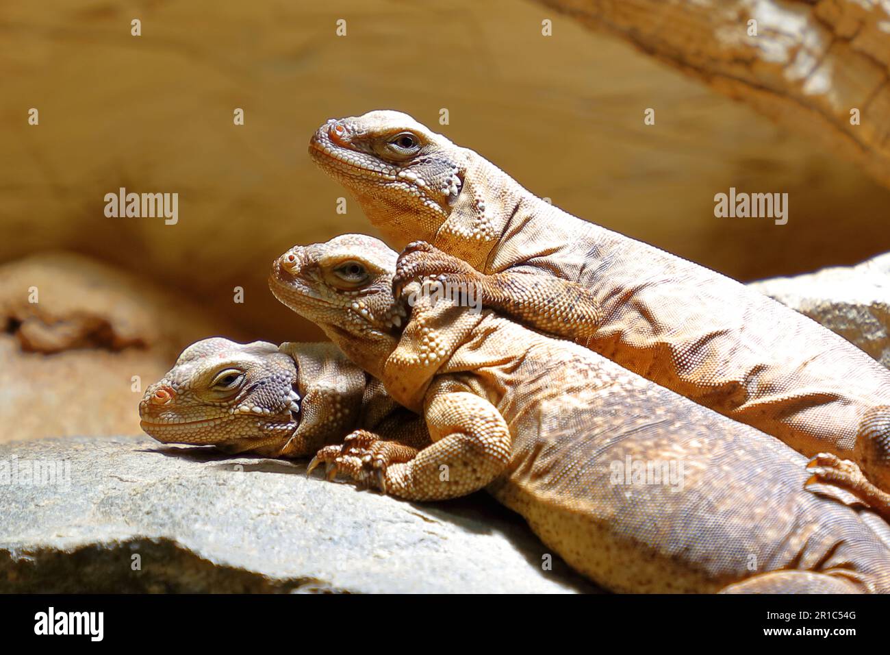 Sauromalus australis hi-res stock photography and images - Alamy