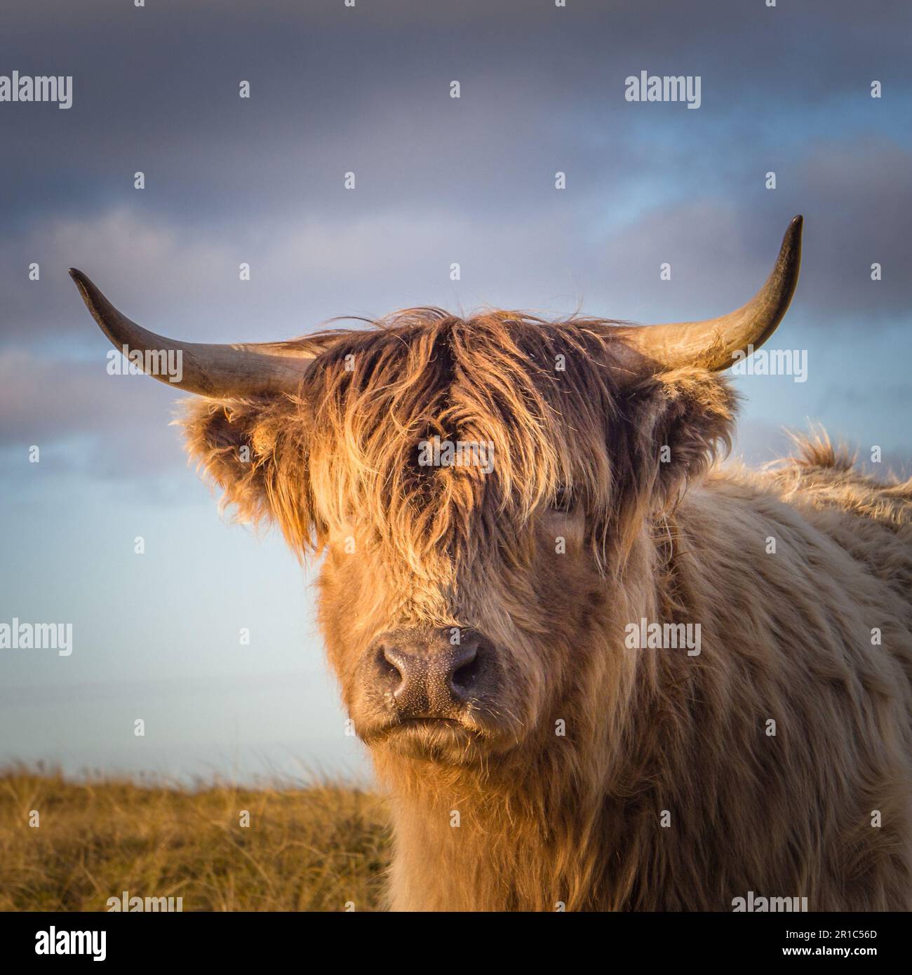 Highland Coo, cow, South Uist, Outer Hebrides, Scotland, UK Stock Photo ...