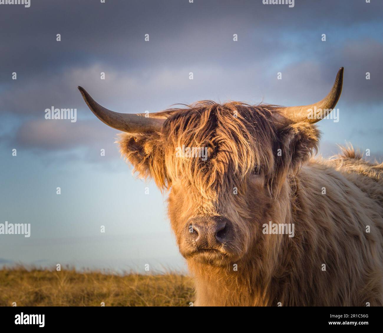 Highland Coo, cow, South Uist, Outer Hebrides, Scotland, UK Stock Photo ...