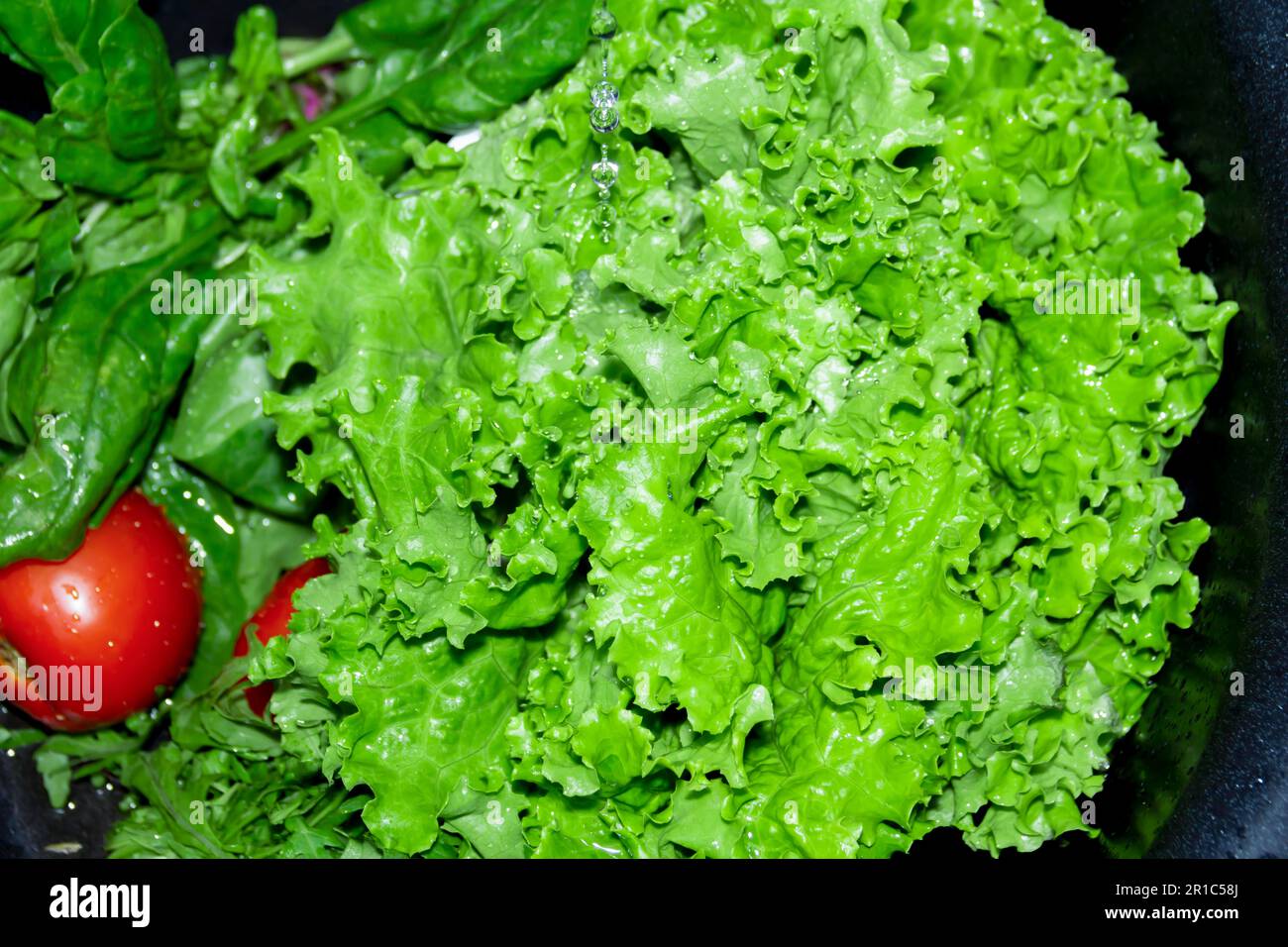 Curly, fragrant lettuce leaves, spinach and red tomato are washed in a ...