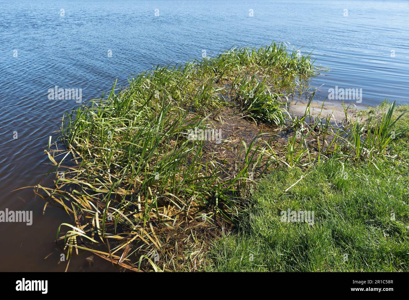 Grassy river bank in windy weather Stock Photo - Alamy