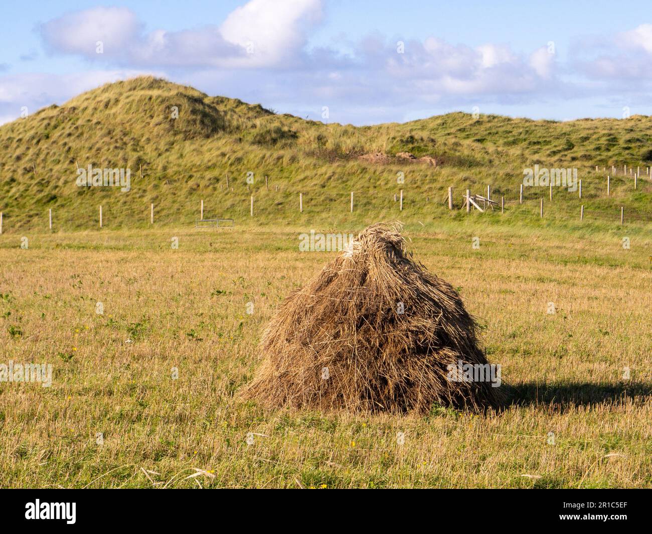 Traditional Bere Barley Stacks (Toitean) at Harvest Time on the Island ...
