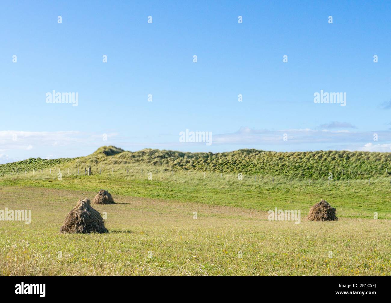 Traditional Bere Barley Stacks (Toitean) at Harvest Time on the Island ...