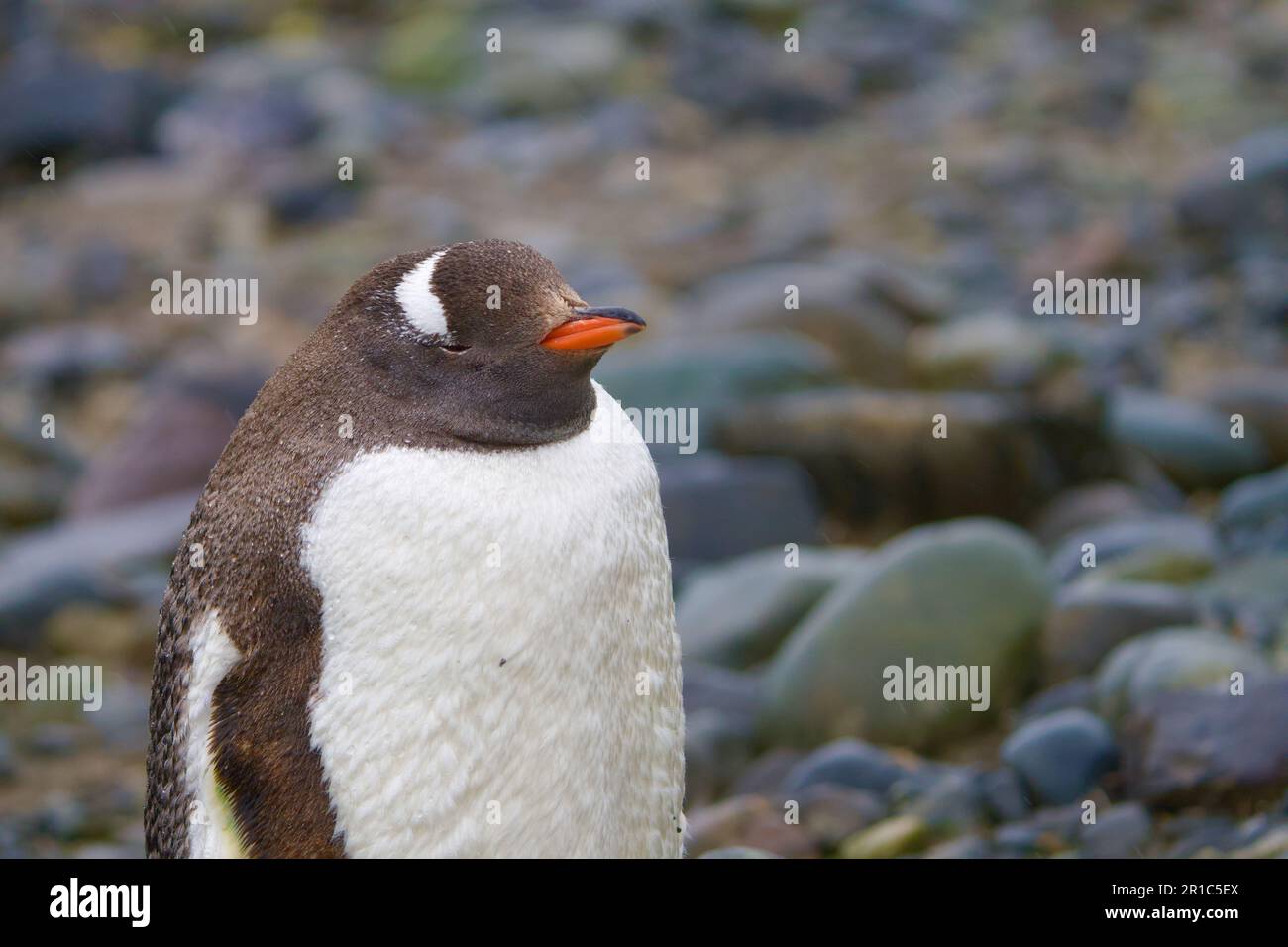 Baby penguins; playful hi-res stock photography and images - Alamy