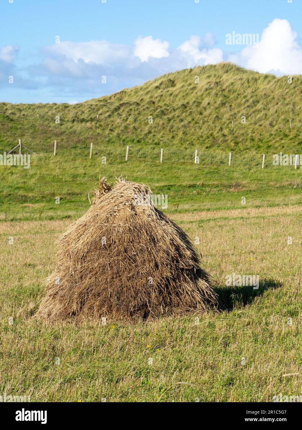 Traditional Bere Barley Stacks (Toitean) at Harvest Time on the Island ...