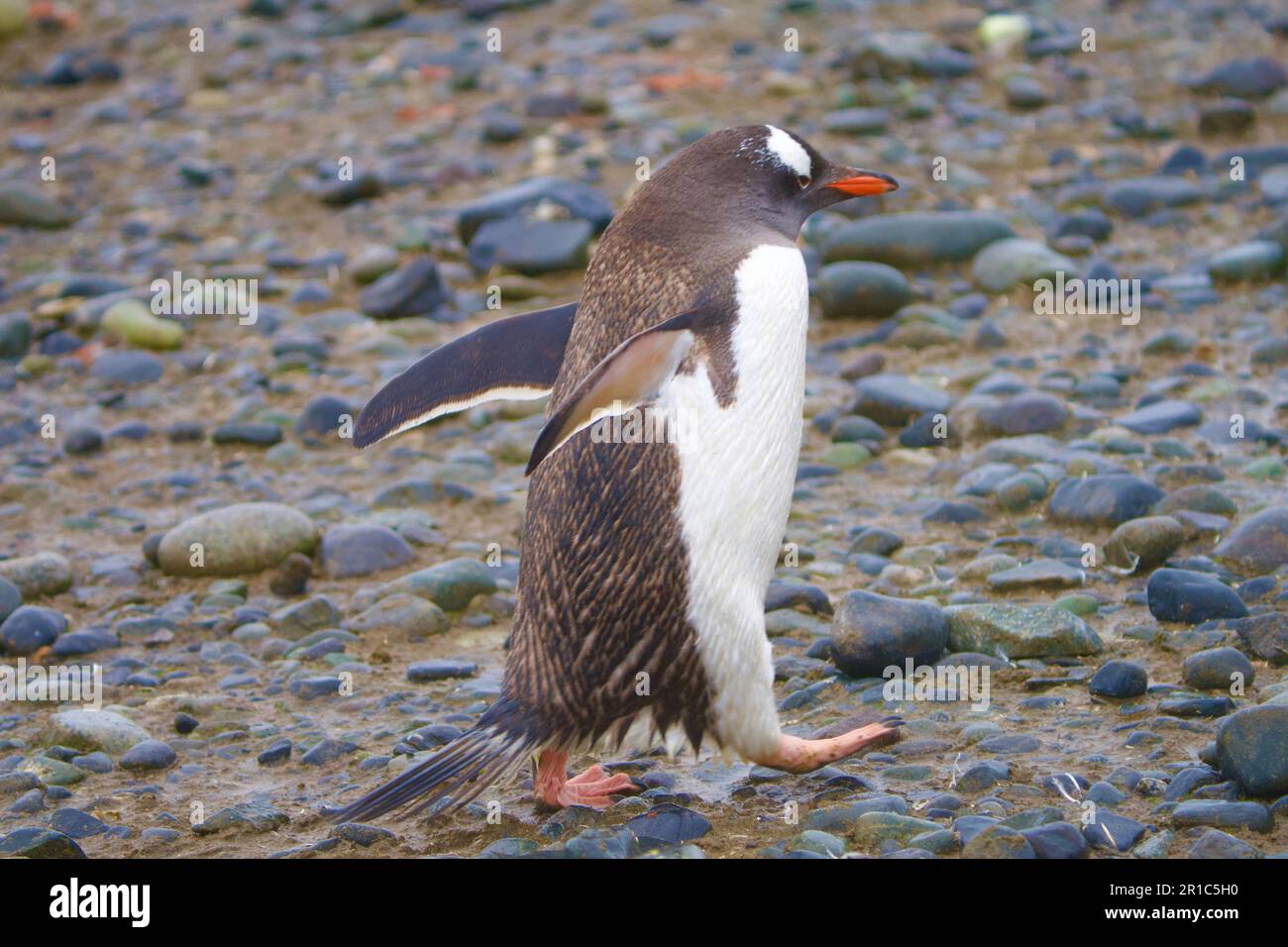 Baby penguins; playful hi-res stock photography and images - Alamy