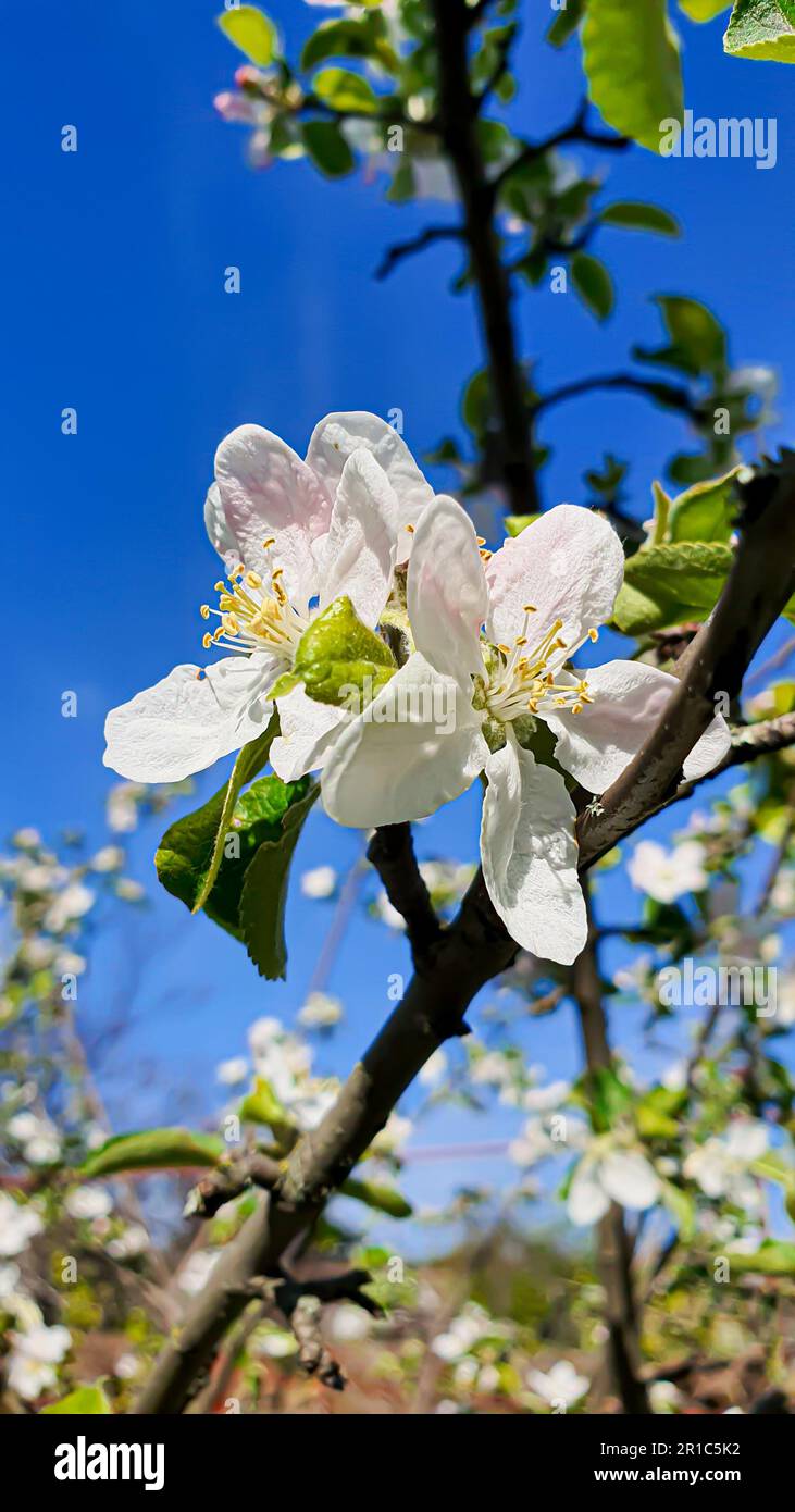 Blossoming apple tree in the garden against the blue sky. Garden trees ...