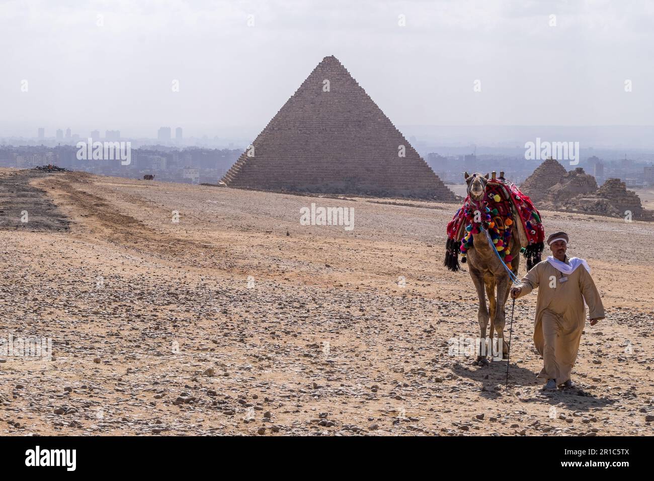 Man walking next to his camel and view of the pyramids of Giza in Cairo ...
