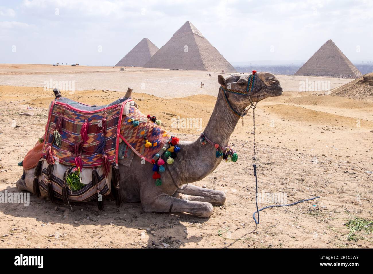 Resting camel and view of the pyramids of Giza in Cairo, Egypt Stock ...