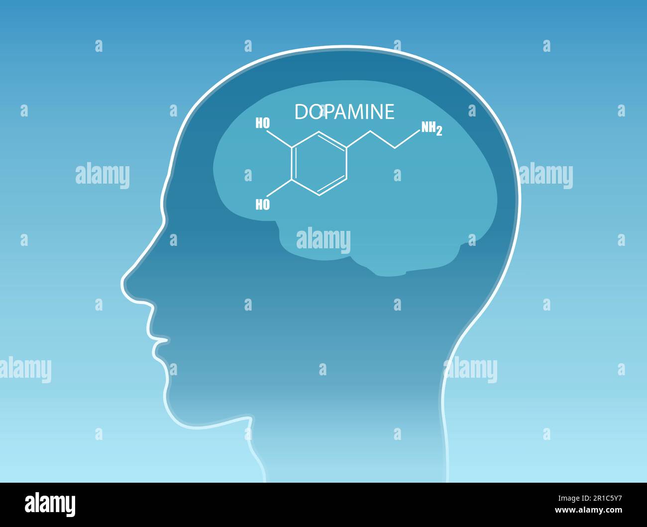 Vector of a chemical formula of the hormone dopamine inside human brain ...
