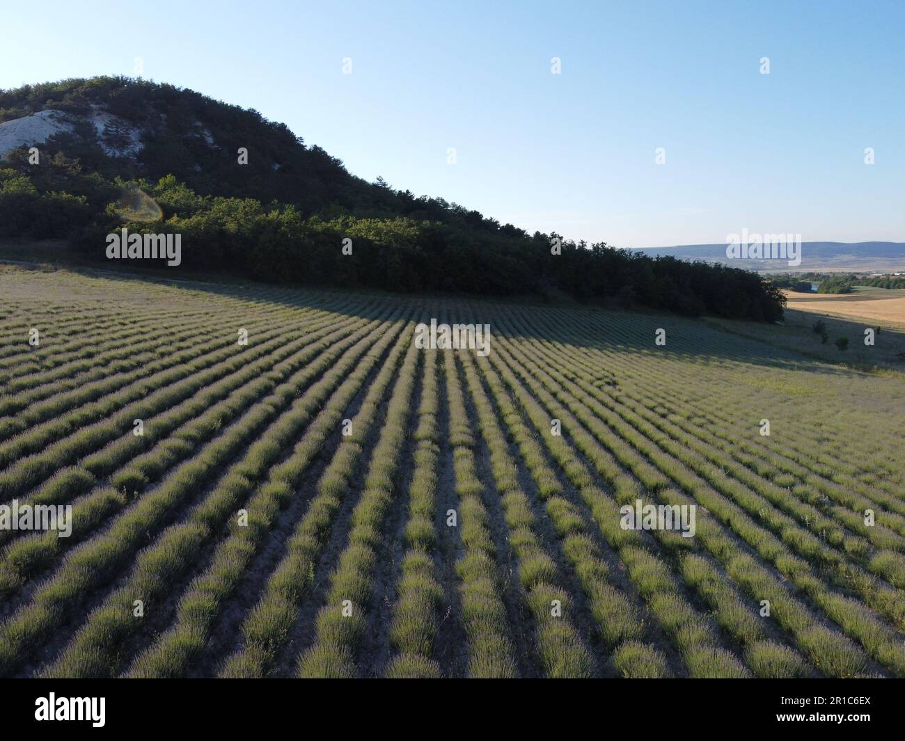 Aerial Lavender fields. Endless rows of blooming lavender fields on ...