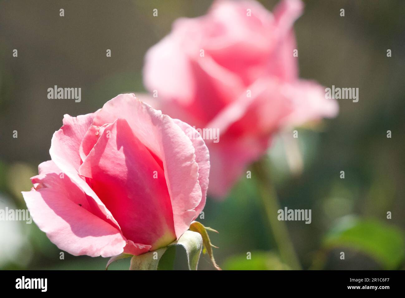 Pink Rose, Pink-Purple Roses in the garden Stock Photo - Alamy