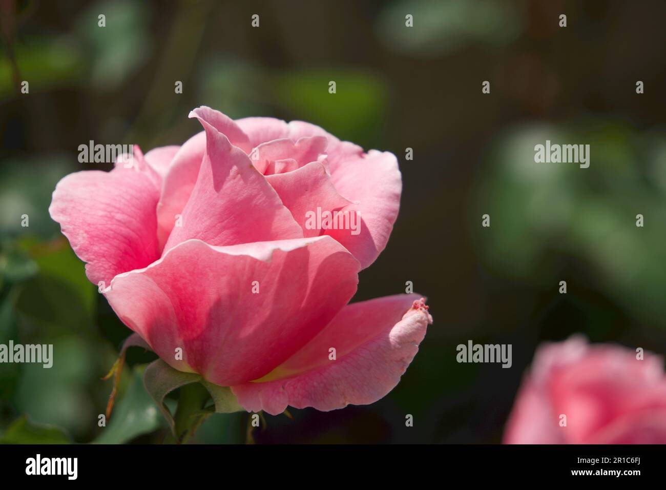 Pink purple roses hi-res stock photography and images - Alamy