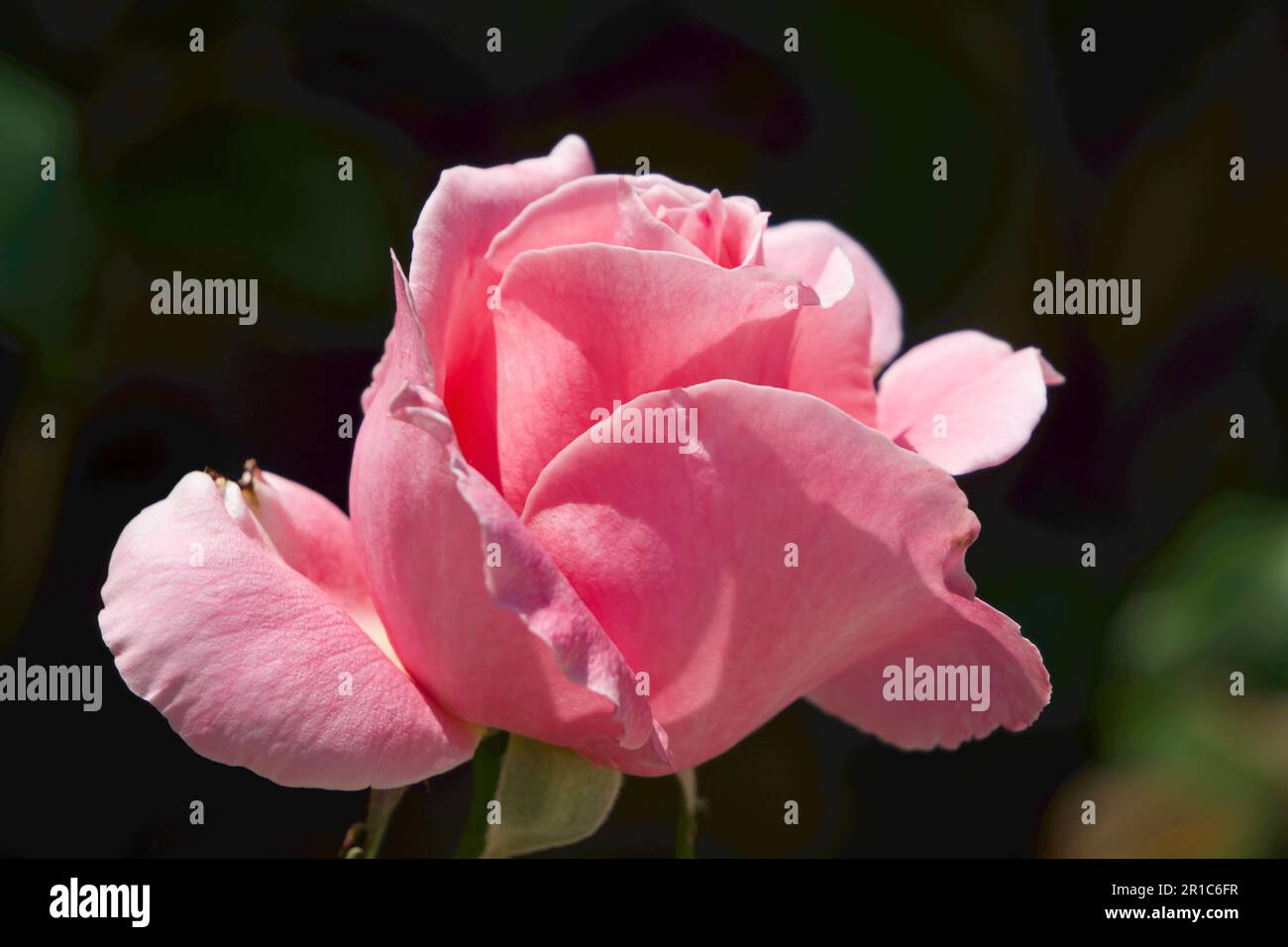 Graceful pink rose blooms hi-res stock photography and images - Alamy