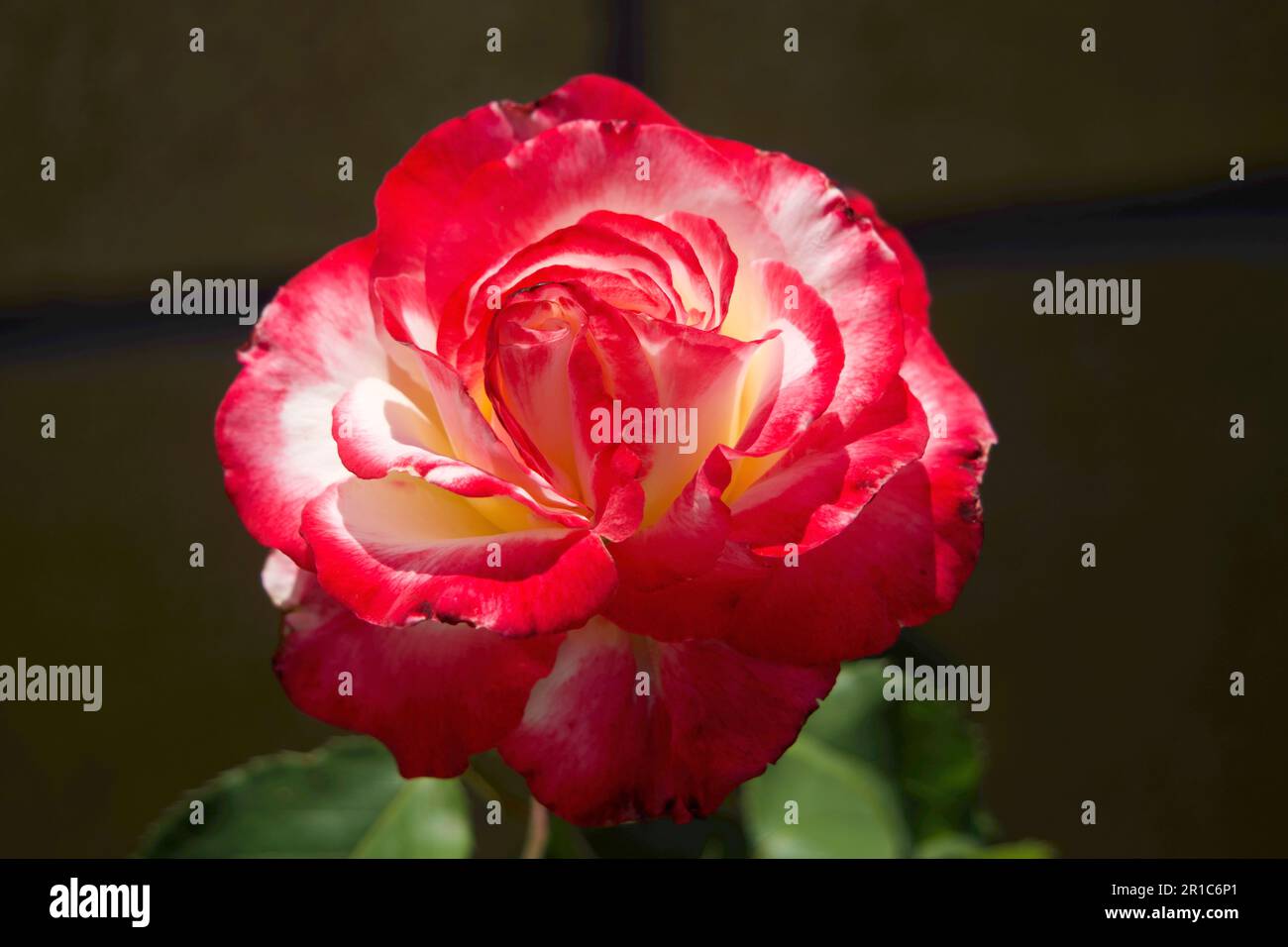 Double Happiness roses with mix yellow and pink color Stock Photo - Alamy