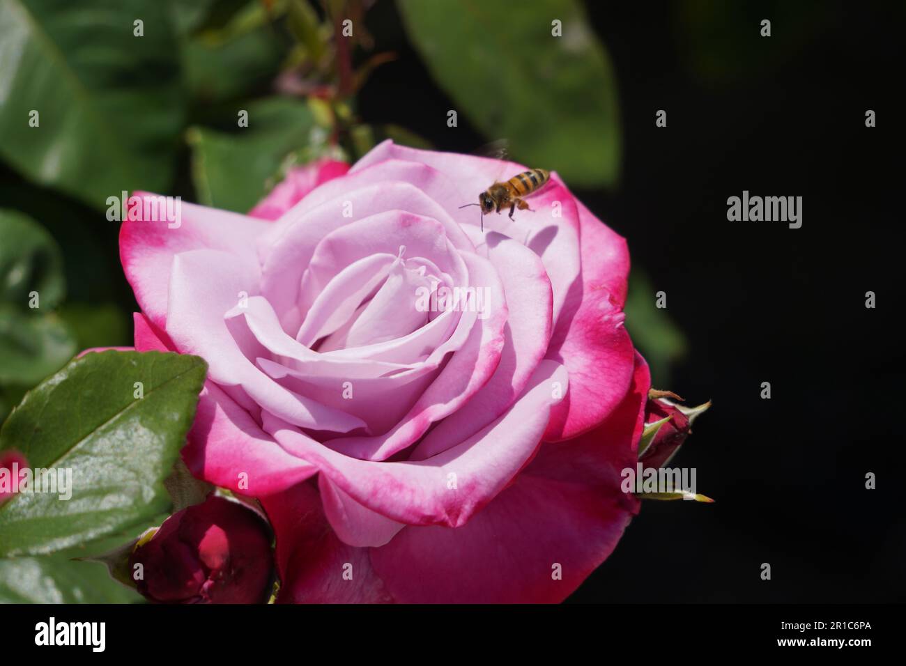 Purple petals perfection hi-res stock photography and images - Alamy