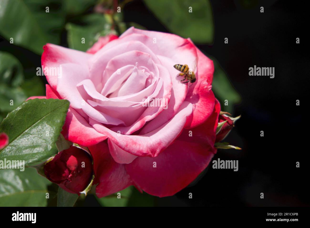 Pink Rose, Pink-Purple Roses in the garden Stock Photo - Alamy