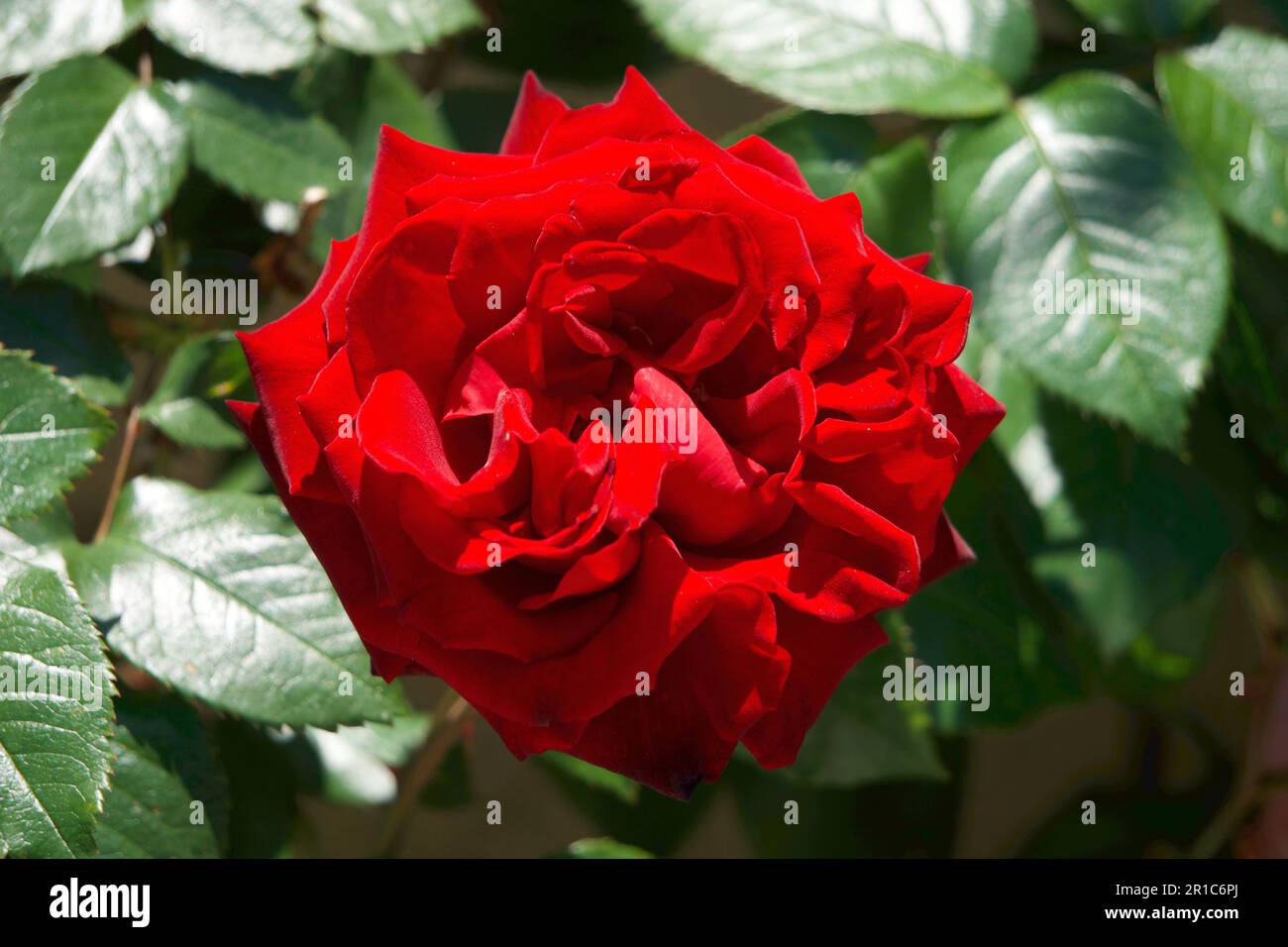 Red Rose with love Stock Photo - Alamy
