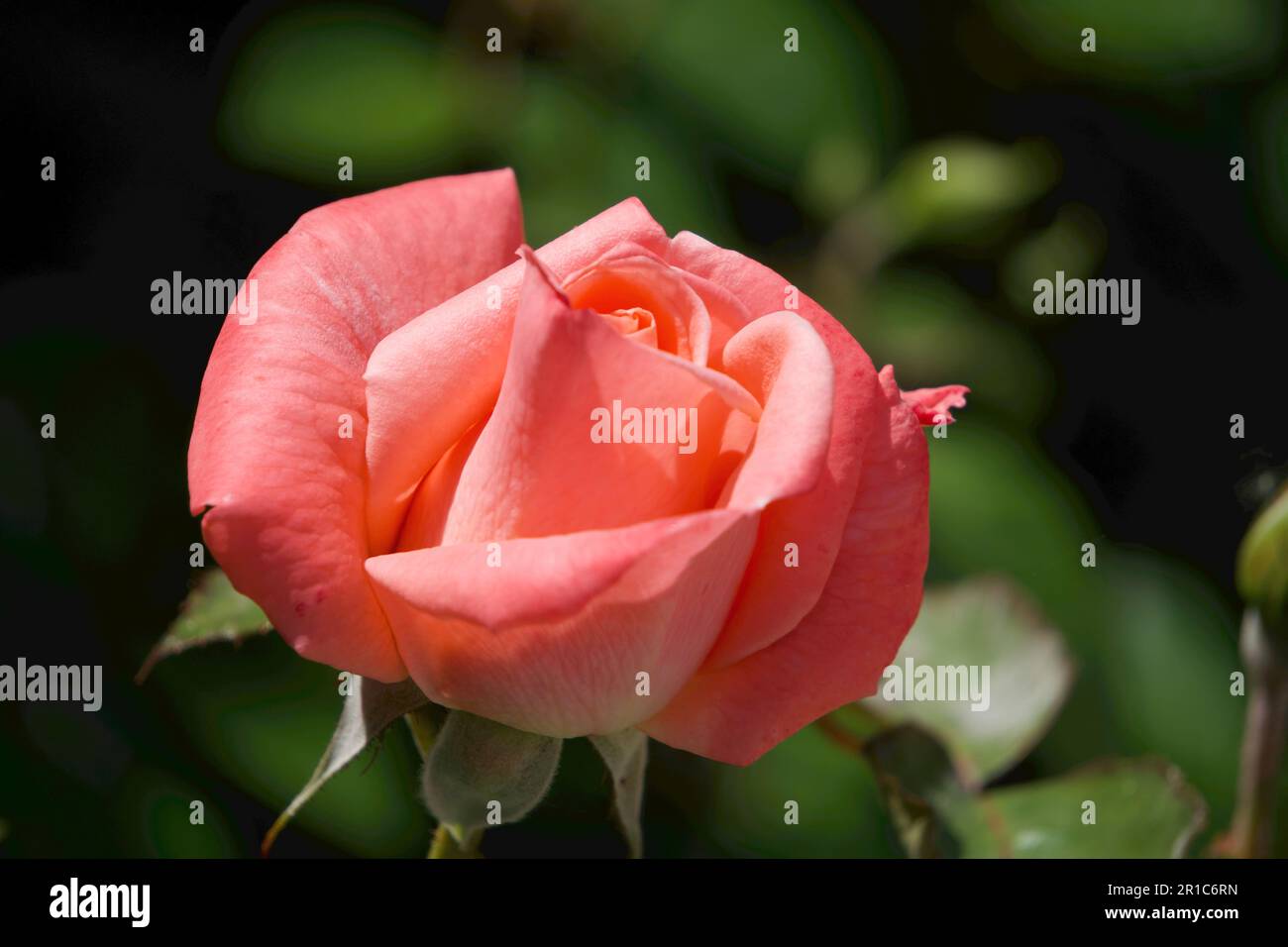 Beautiful purple rose petals hi-res stock photography and images - Alamy