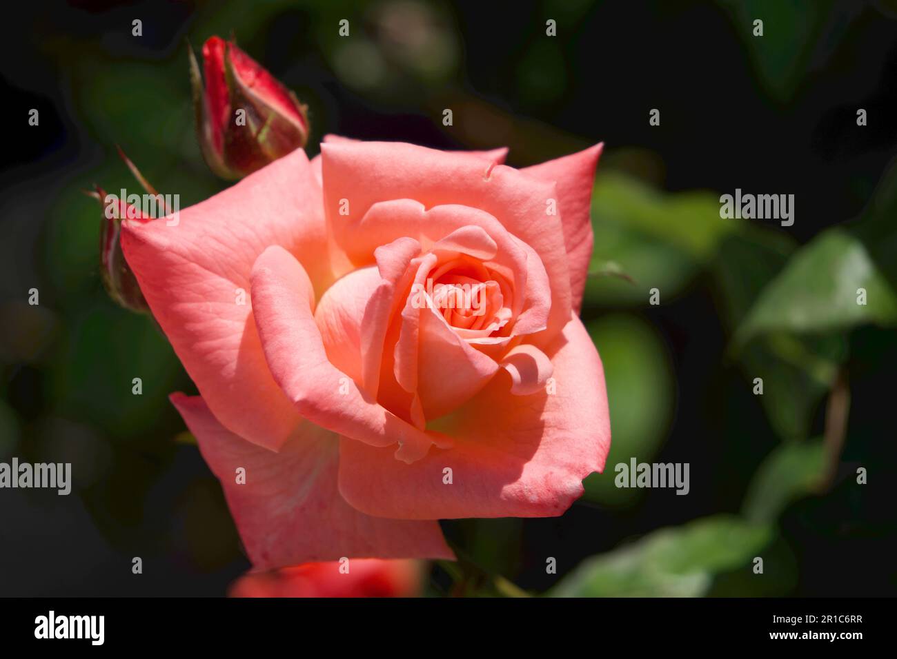 Dark red eye rose hi-res stock photography and images - Alamy