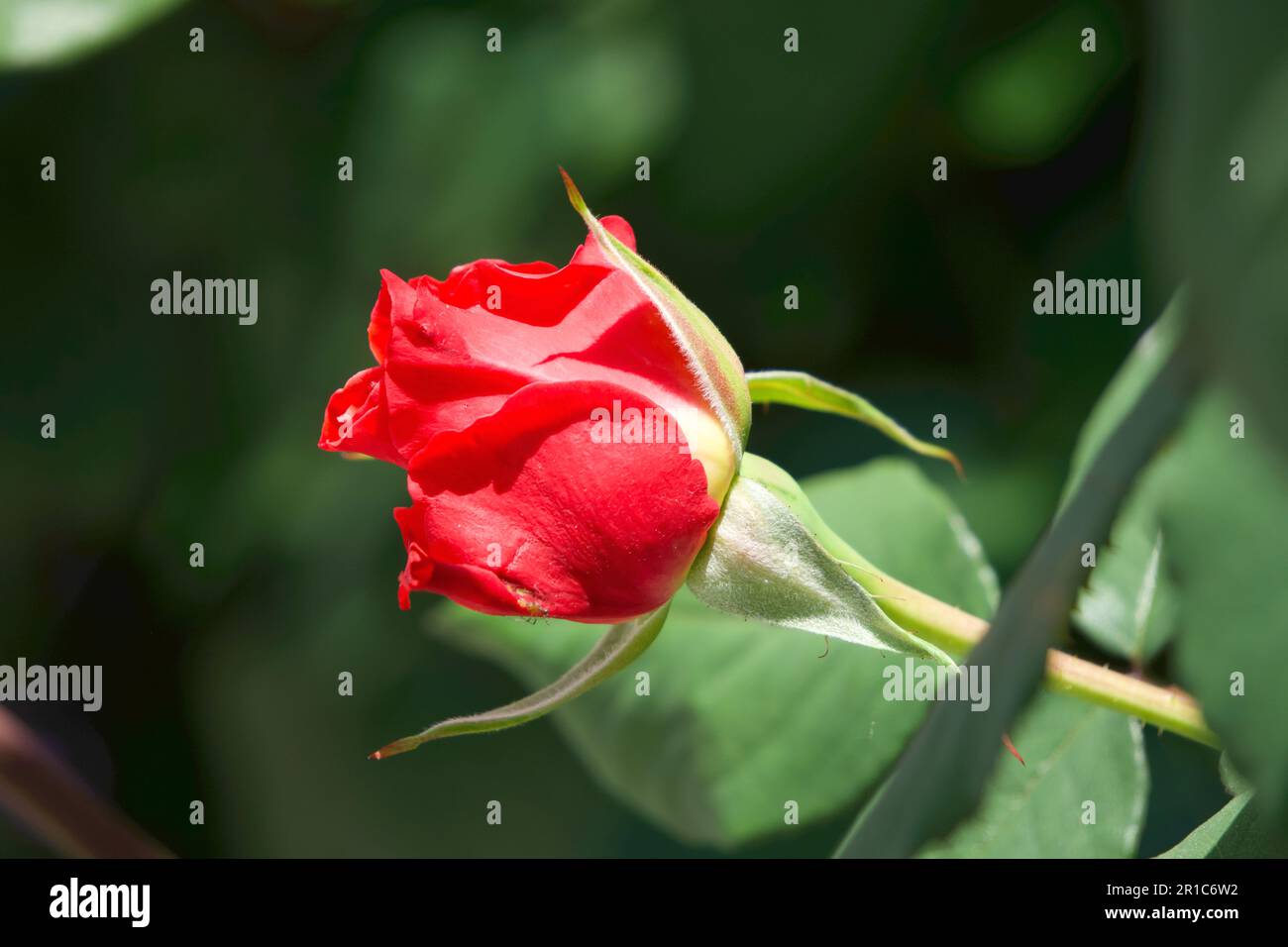 Dark red eye rose hi-res stock photography and images - Alamy