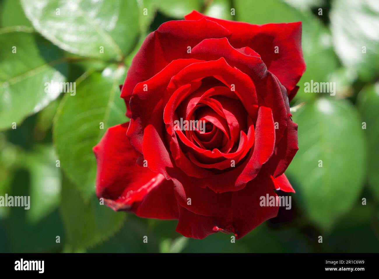 Red Rose with love Stock Photo - Alamy