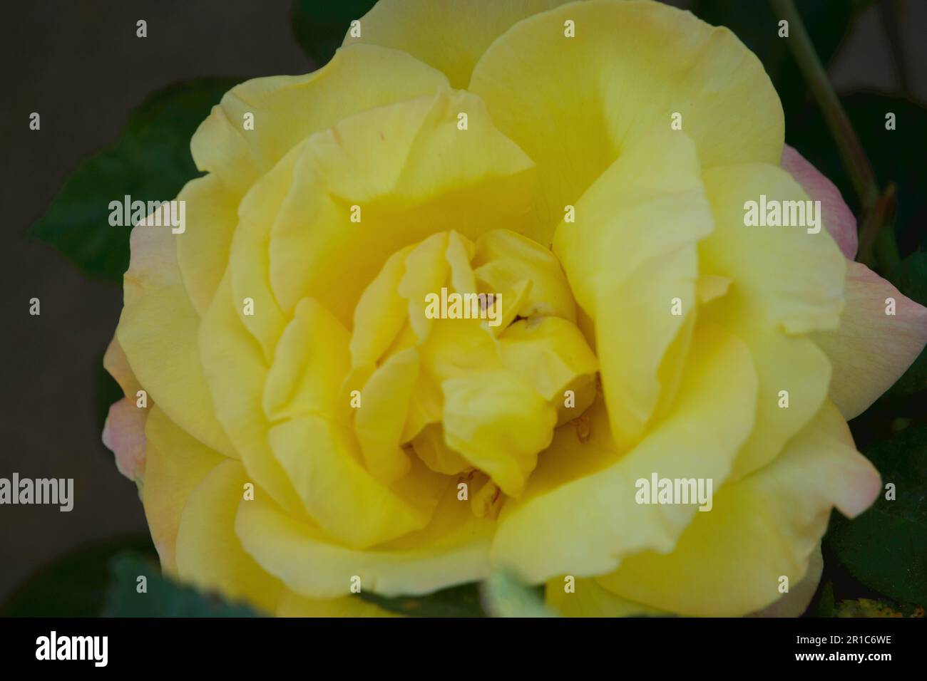 Variety of blooms in vibrant colors hi-res stock photography and images ...