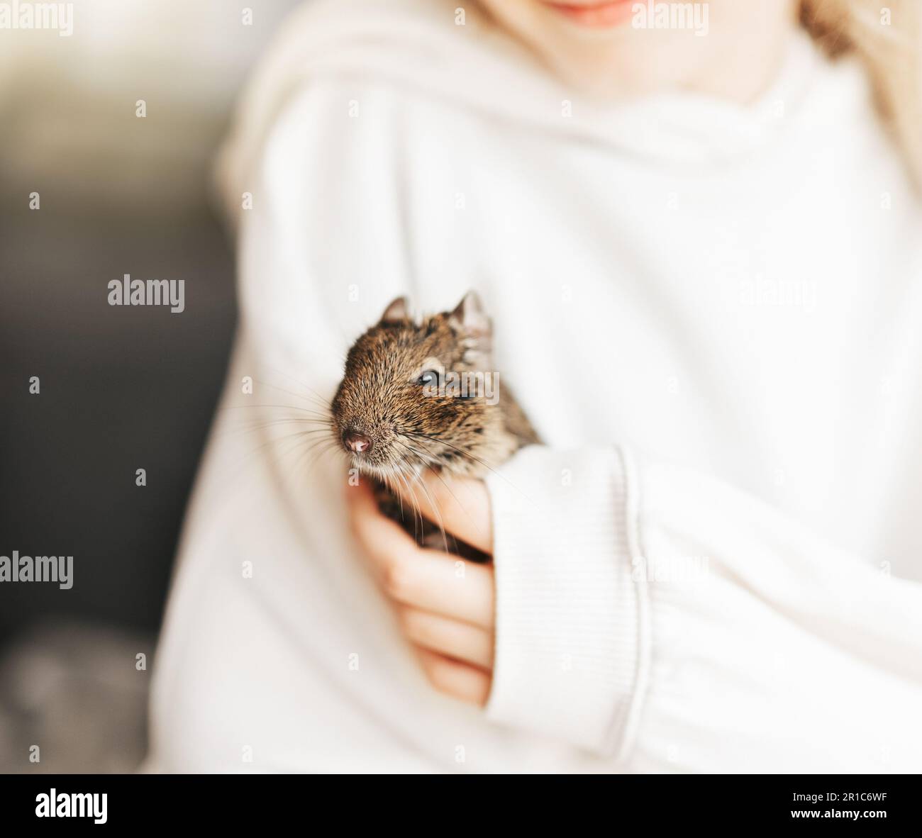 Young girl playing with cute chilean degu squirrel. Cute pet sitting on ...