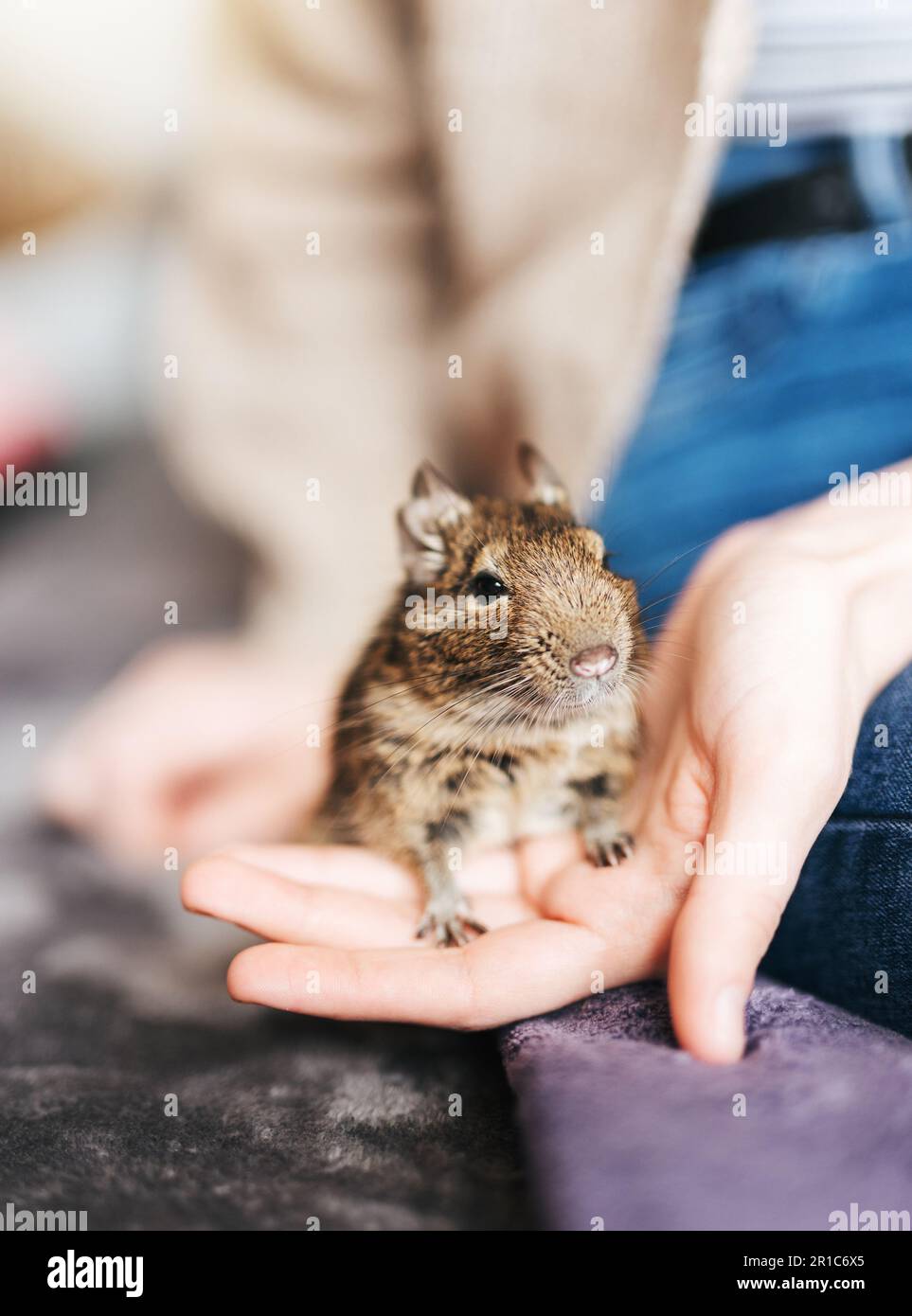 Young girl playing with cute chilean degu squirrel. Cute pet sitting on ...