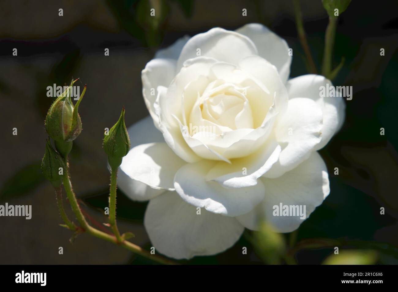Pure and Fresh white roses in the garden Stock Photo - Alamy