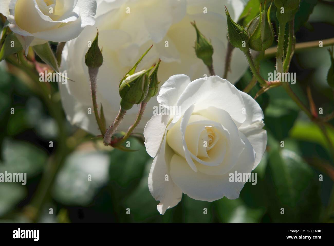 Pure and Fresh white roses in the garden Stock Photo - Alamy