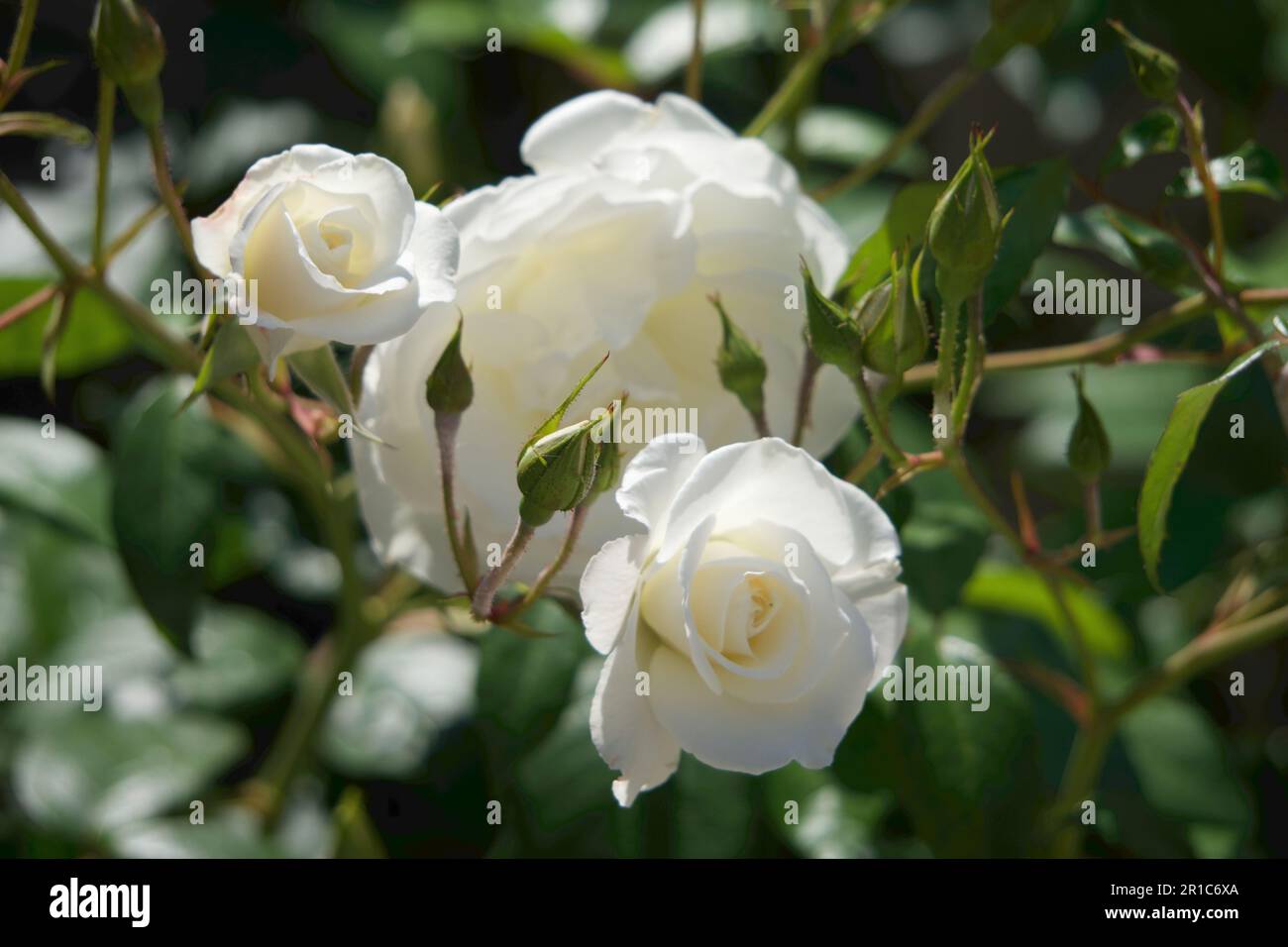 Pure variety hi-res stock photography and images - Alamy