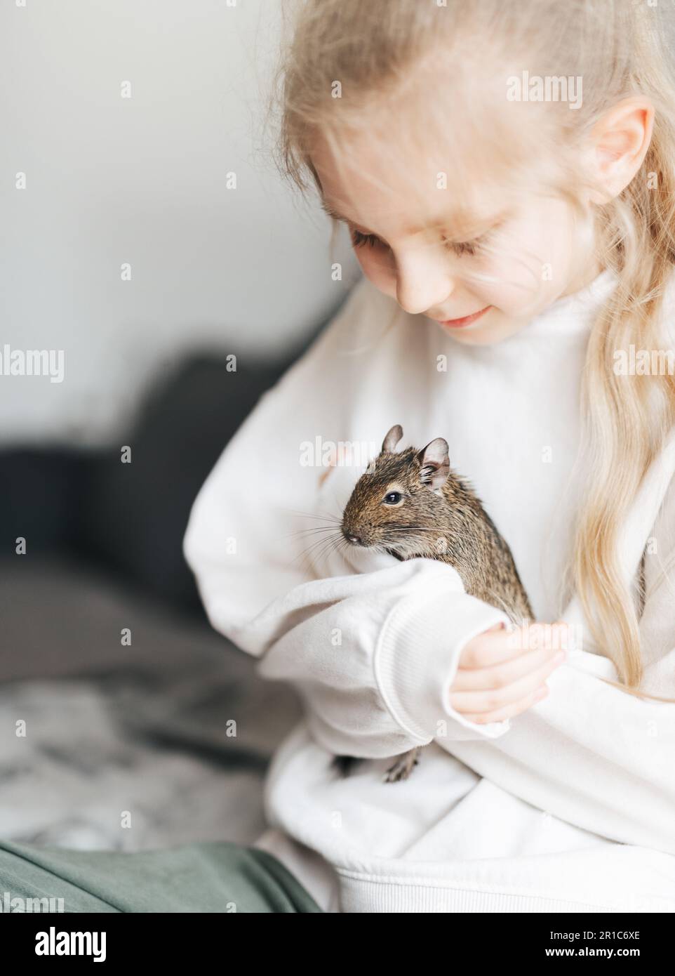 Young girl playing with cute chilean degu squirrel. Cute pet sitting on ...