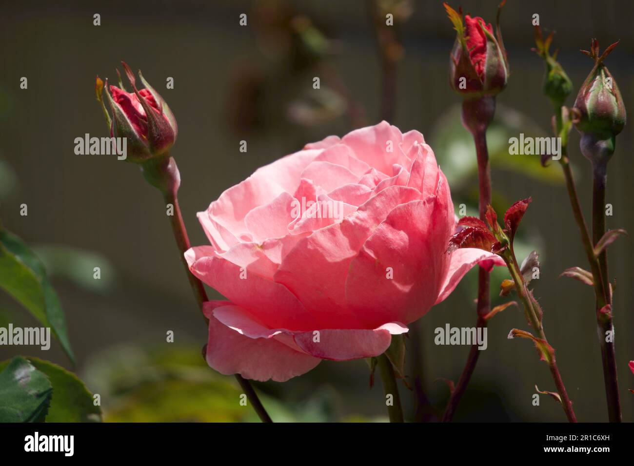 Beautiful purple rose petals hi-res stock photography and images - Alamy