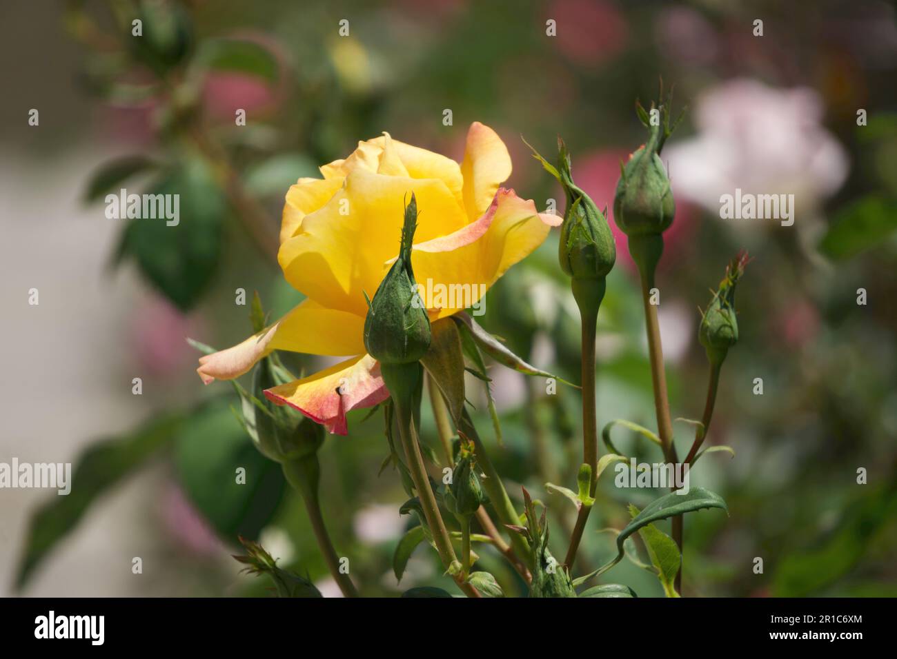 Garden oasis hi-res stock photography and images - Alamy