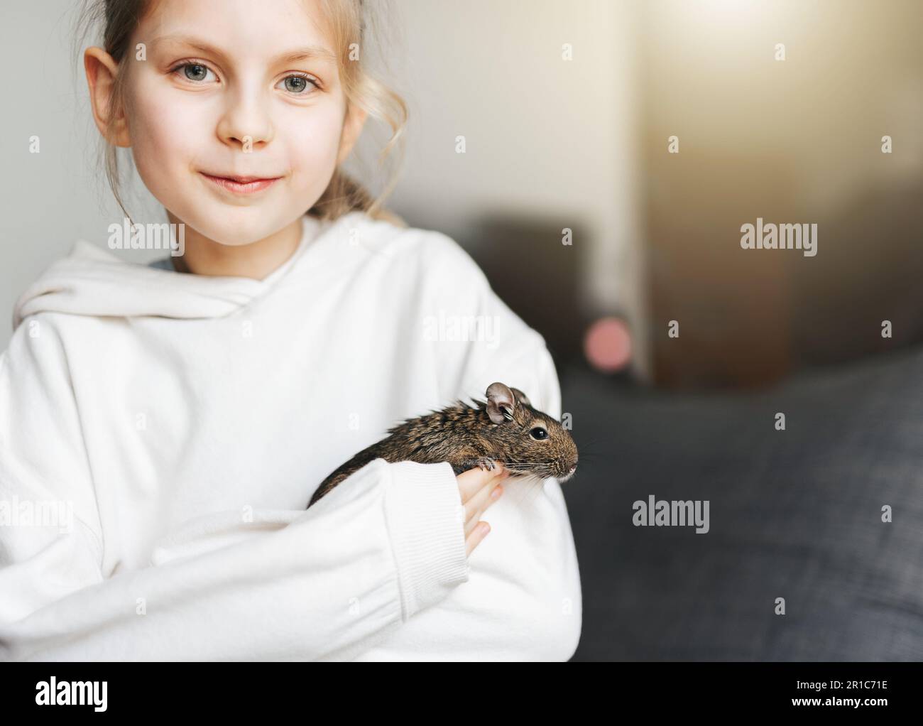 Little girl playing with cute chilean degu squirrel. Cute pet sitting ...