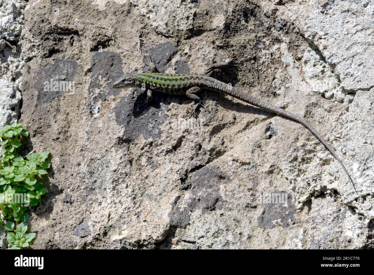 The Italian Green wall lizard thrives in a hot climate Stock Photo - Alamy