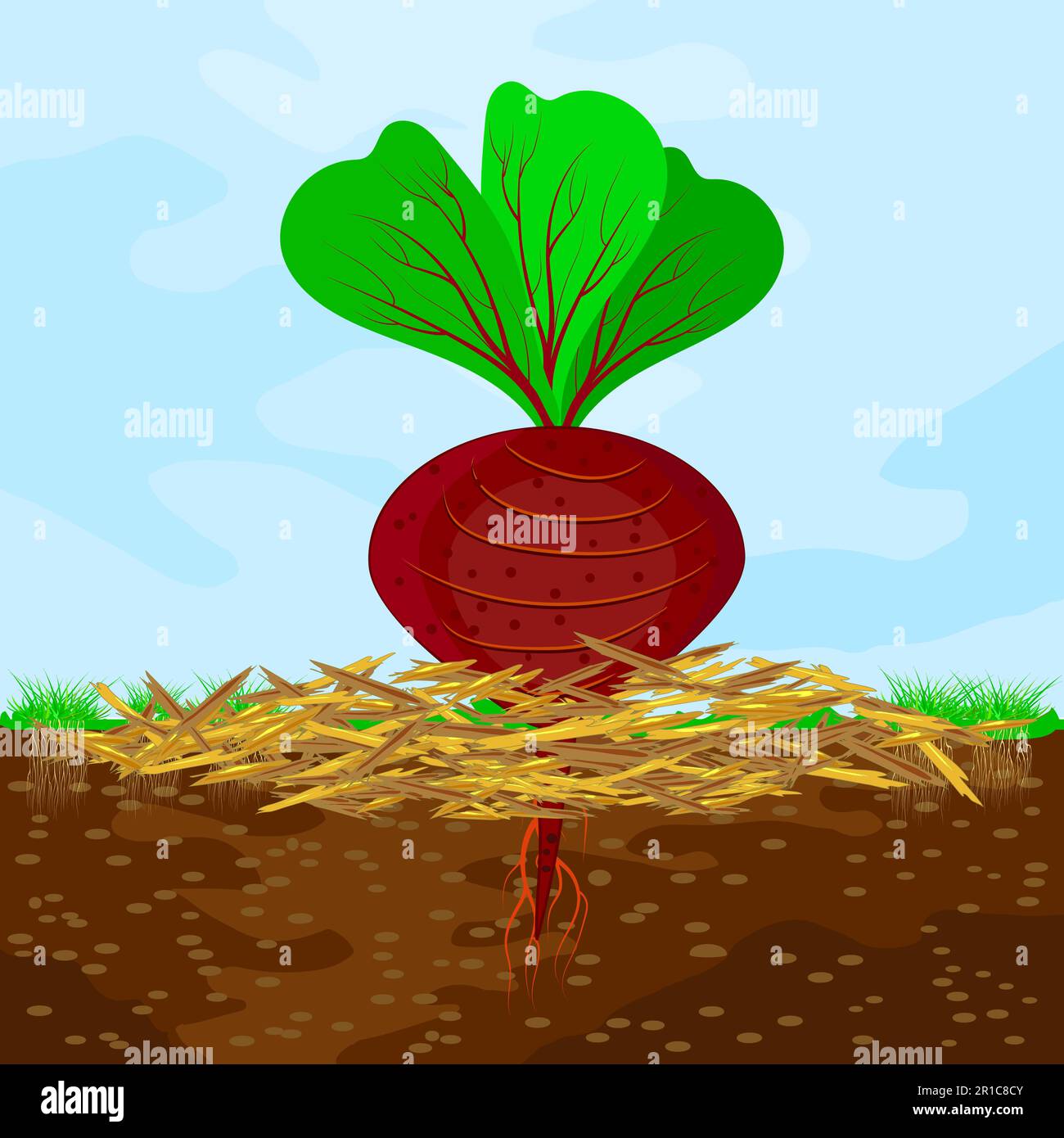 Using beetroot Stock Vector Images - Alamy