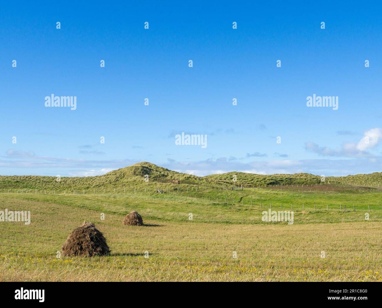 Traditional wheat stacks at Harvest time on the island of Benbecula ...