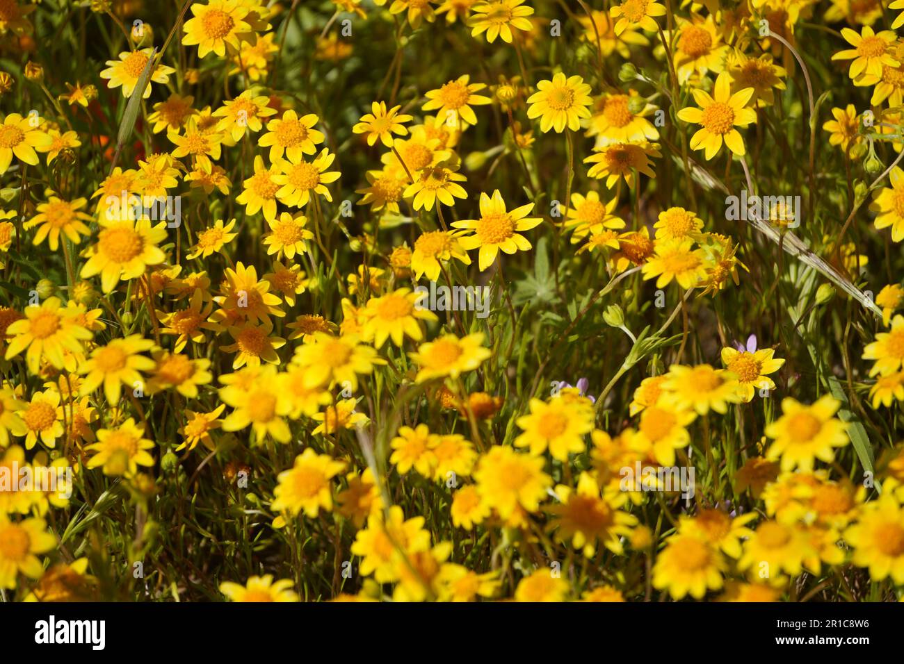 llow wild flower Action Daisy bloom in California Stock Photo - Alamy