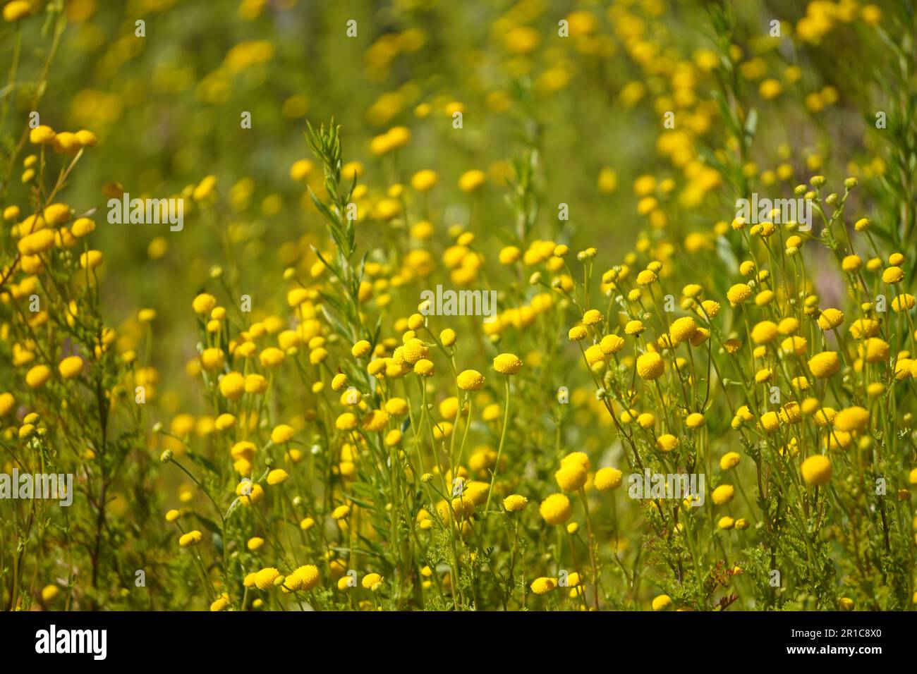 Yellow wild flowers bloom in California Stock Photo - Alamy