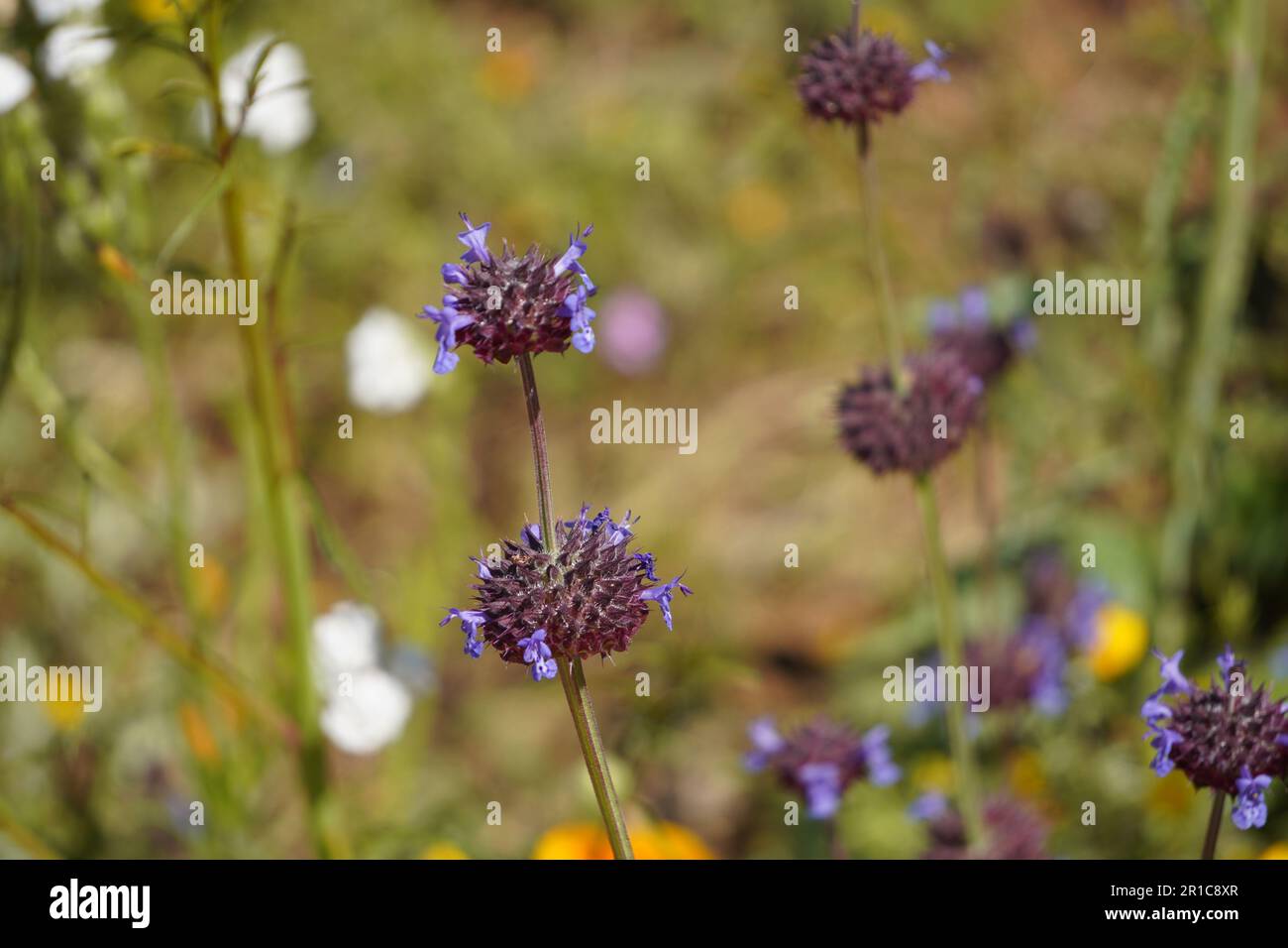 Chia Phacelia columbaria purple wild flowers bloom in Souther ...