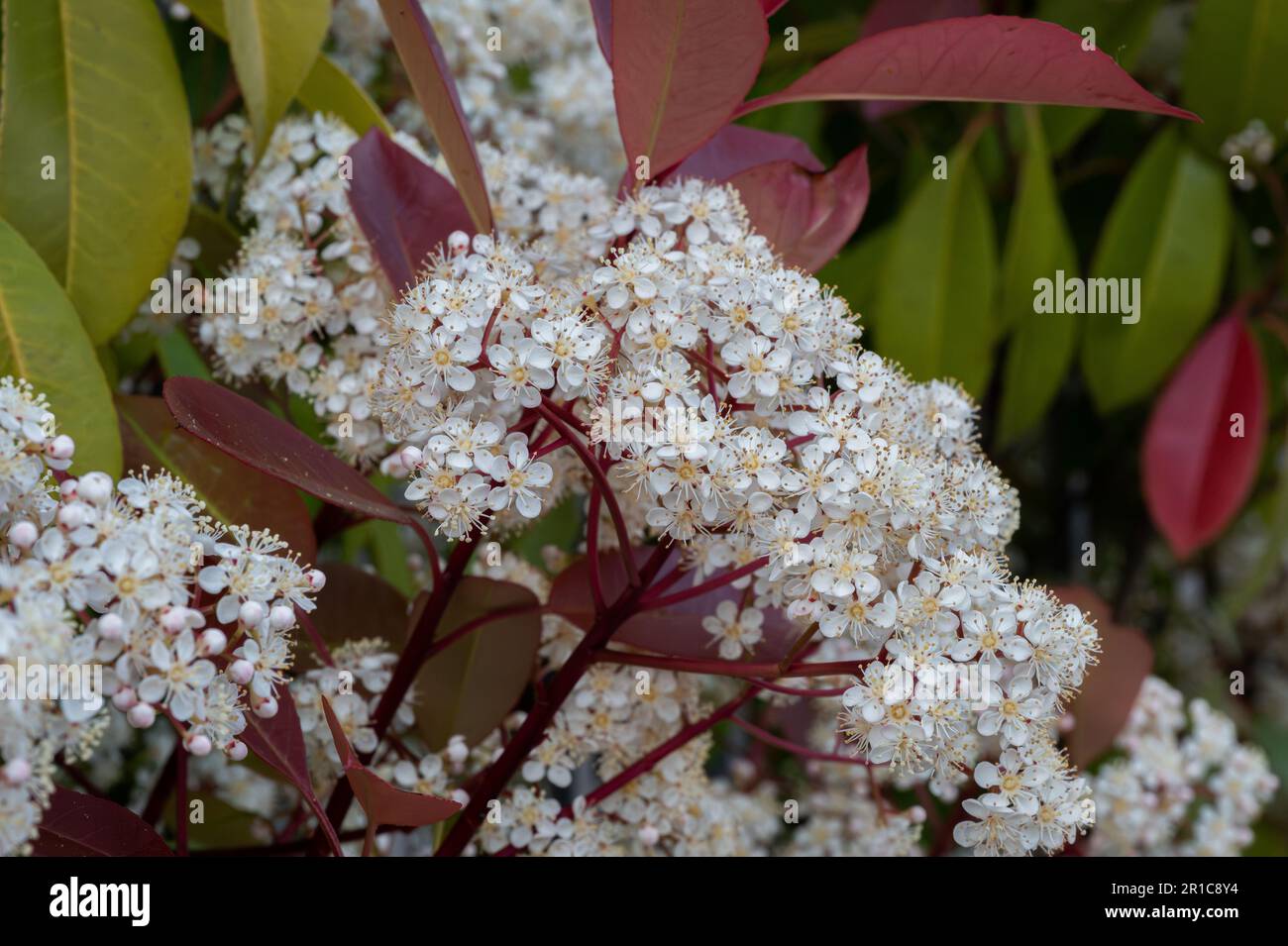 Viburnum tinus. The viburnum vat is a plant of the Caprifoliaceae ...