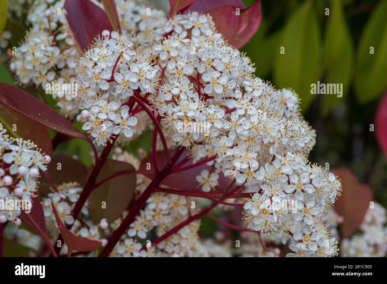 Viburnum tinus. The viburnum vat is a plant of the Caprifoliaceae ...