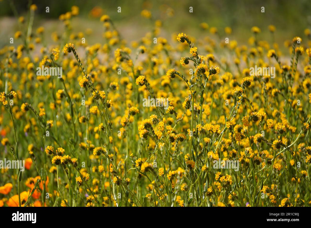 Tiny Yellow-Orange wildflower, Fiddleneck bloom in Diamond Valley Lake ...