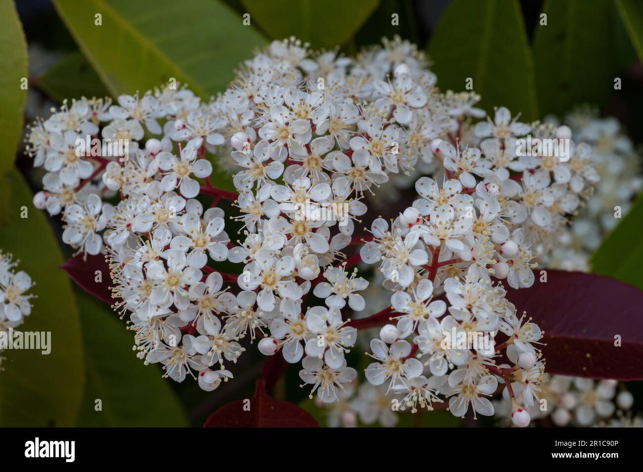 Viburnum tinus. The viburnum vat is a plant of the Caprifoliaceae ...