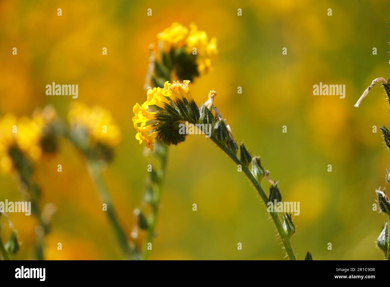 Tiny Yellow-Orange wildflower, Fiddleneck bloom in Diamond Valley Lake ...
